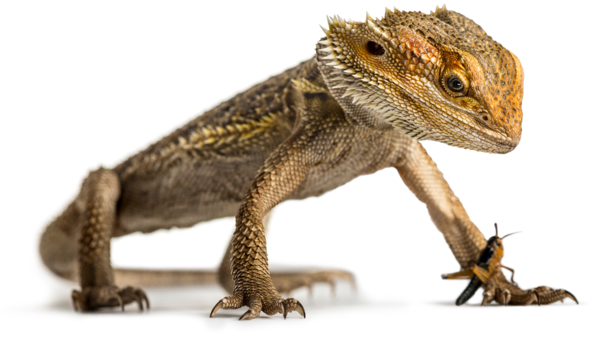 Live Crickets For Sale | Order Crickets Online | Top Hat Cricket Farm